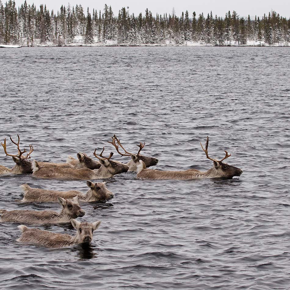 web_caribou – Eeyou Marine Region Wildlife Board