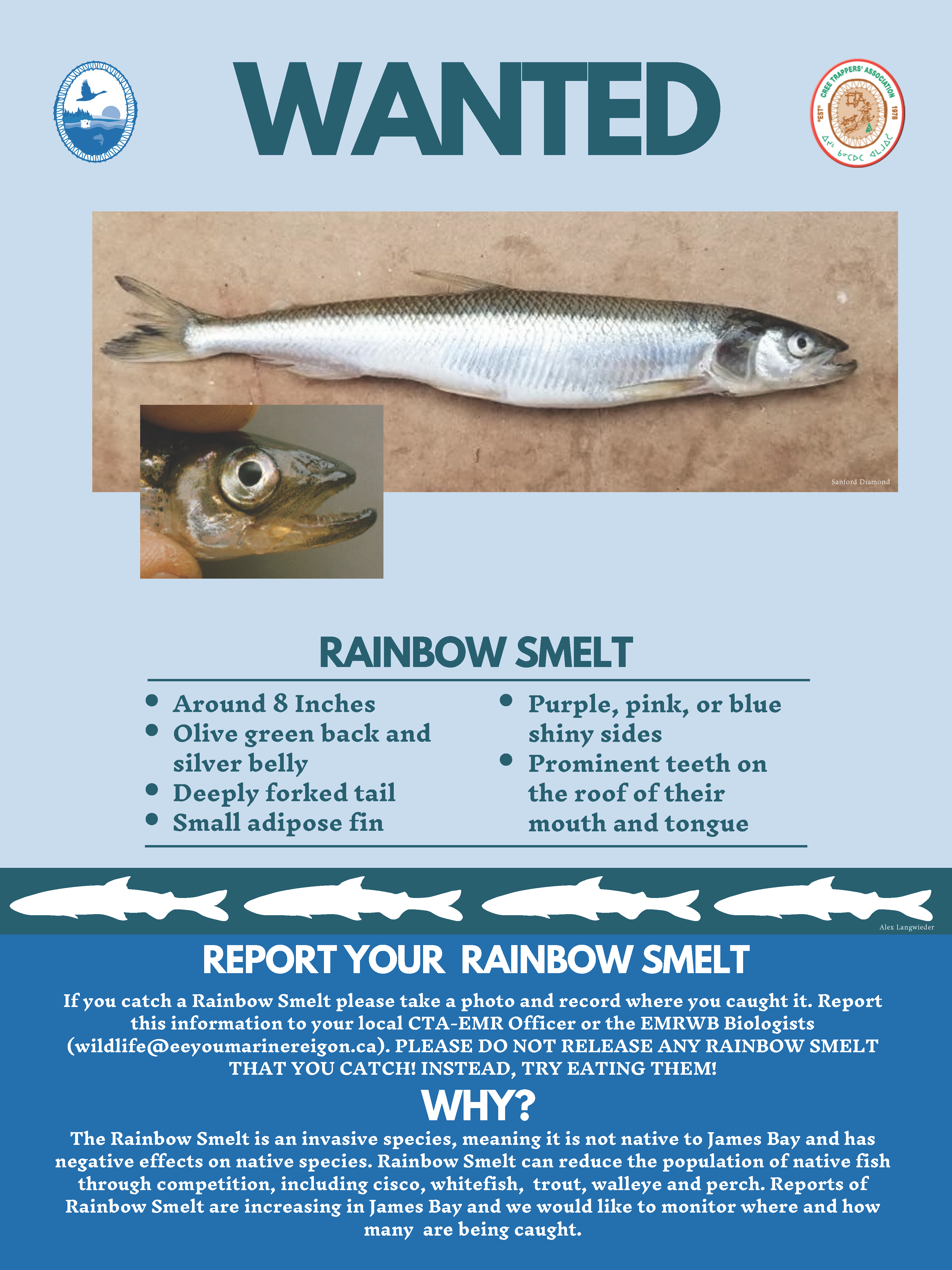 EMRWB Rainbow Smelt Poster – Final 2021 – Eeyou Marine Region Wildlife ...