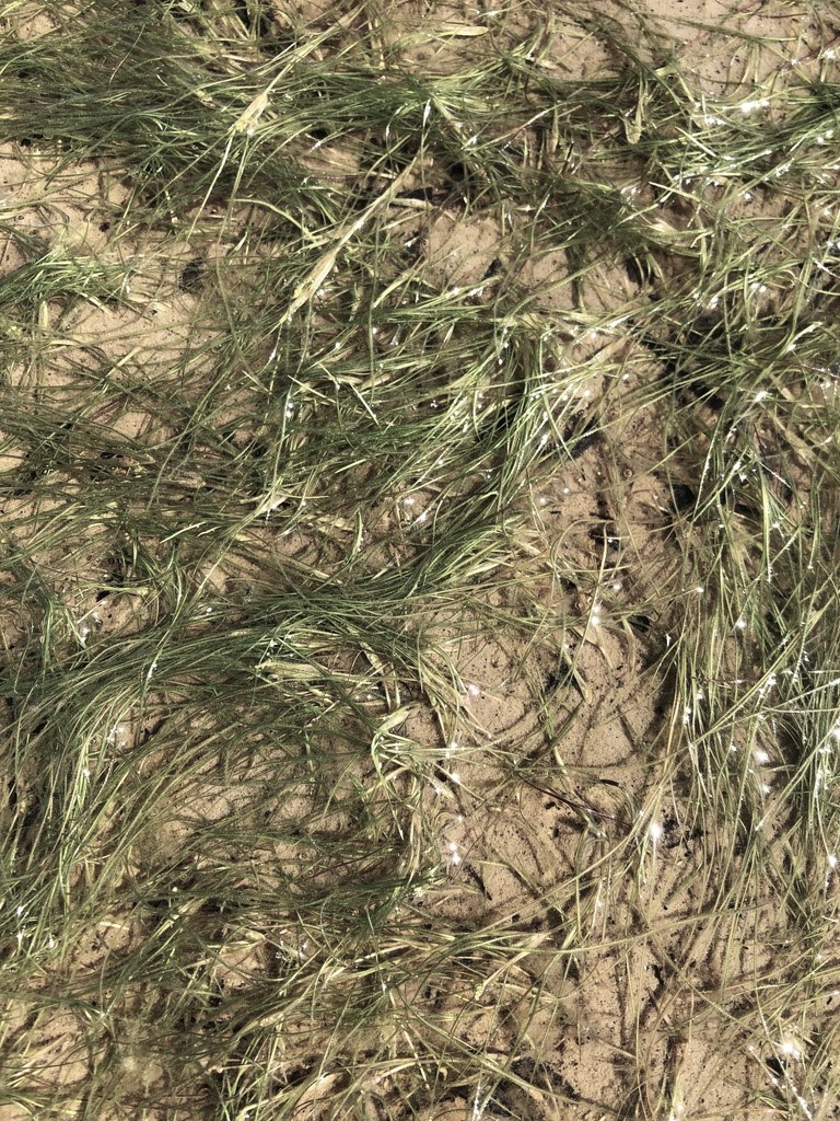 widgeon grass faded – Eeyou Marine Region Wildlife Board